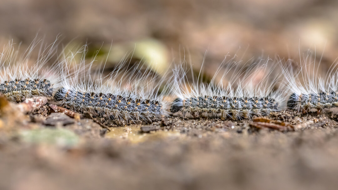 Wat zijn aaltjes? Tips, adviezen en hoe in te zetten | ECOstyle