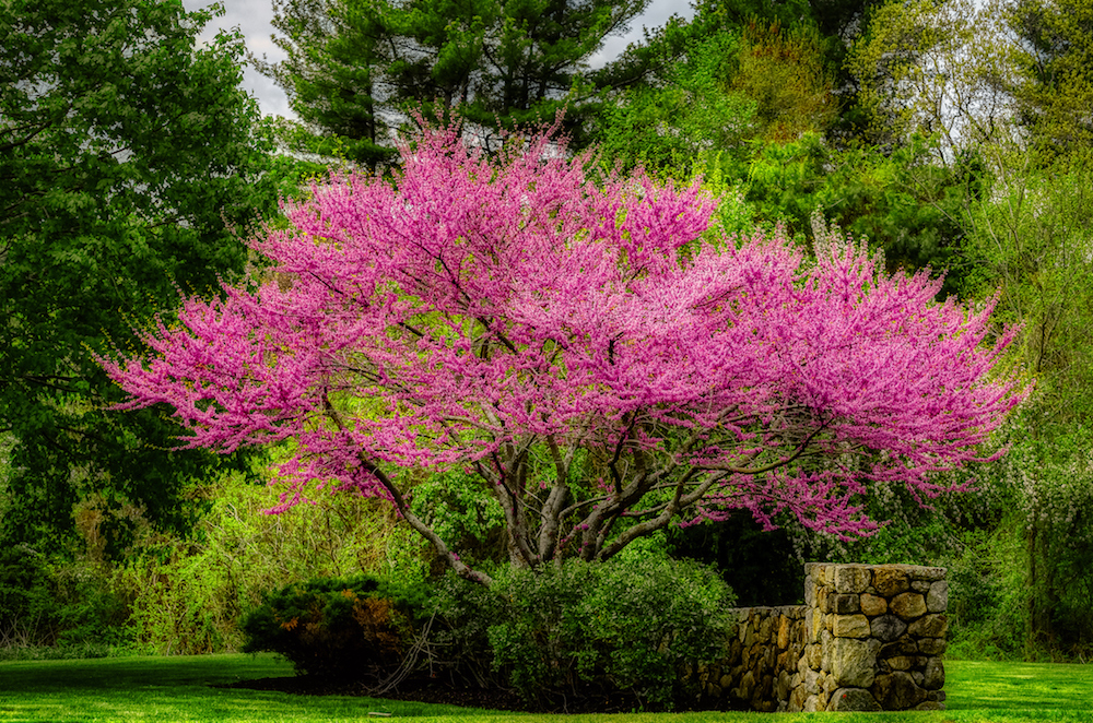 Michigan Trees And Shrubs
