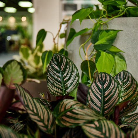 Services | Commercial Greenery Rental & Plant Hire | Outside In